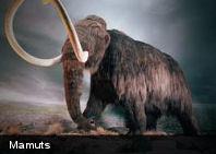 07.-Mamuts - CZN mundo - noticias | culturizando.com