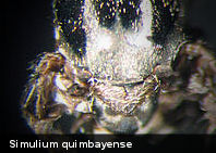 Descubren tres nuevas especies de insectos en Colombia - Mundo Trendy ...