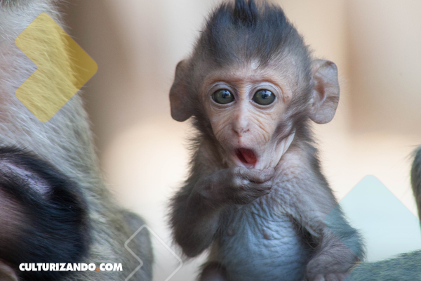 Por primera vez dos monos son clonados en China