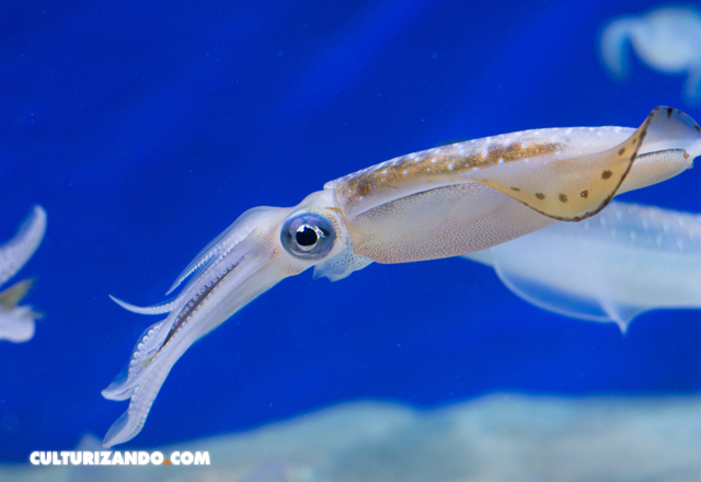 Los pigmentos del calamar presentan propiedades antimicrobianas