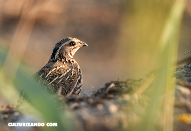 La codorniz común, elegida Ave del Año 2020 - MUNDO Culturizando • Noticias